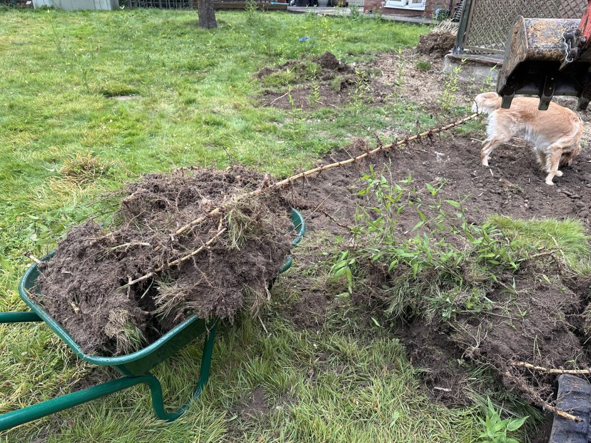 Bamboo removal - The Mini Digger Guy: Mini digger and driver hire in ...